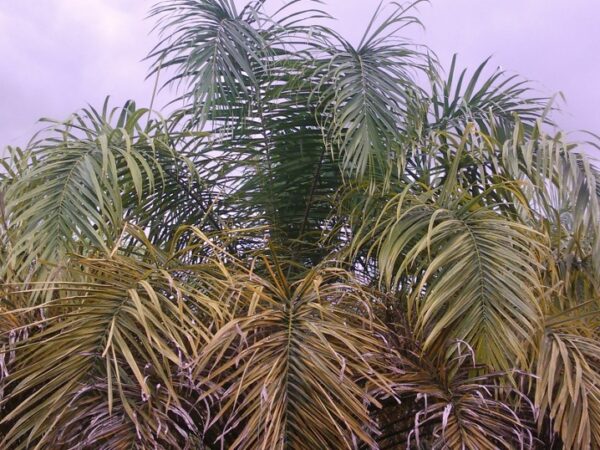 CHARLA BASICA PALMA AFRICANA CON BIOXINIS Y AVISANA - Bioagroinsumos S.A.S