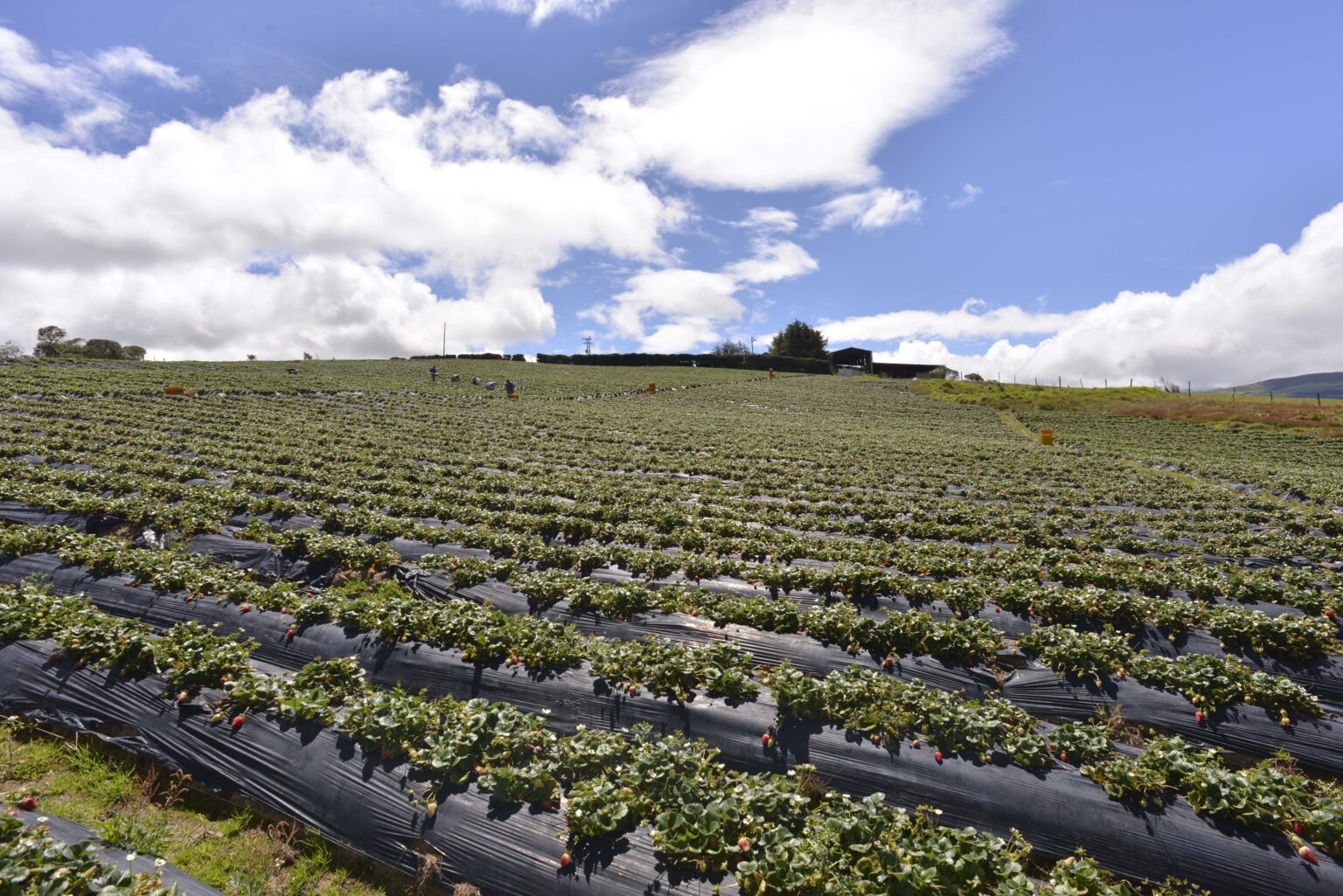 ENSAYO AGRONÓMICO EN DOS LOTES DE FRESA MEDIANTE LA FERTILIZACIÓN ...