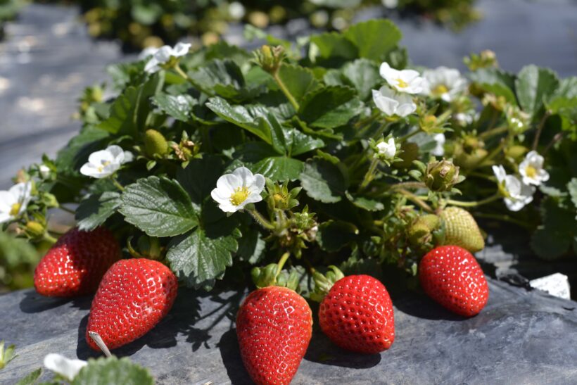 ENSAYO AGRONÓMICO EN DOS LOTES DE FRESA MEDIANTE LA FERTILIZACIÓN ...